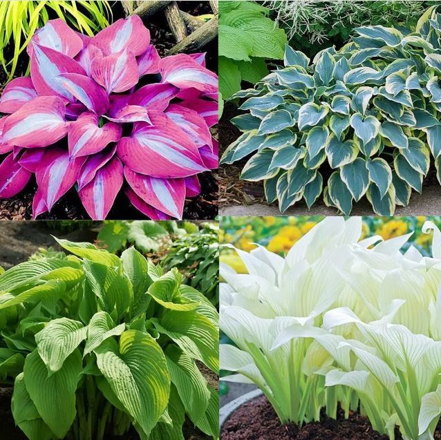 Seed Mixed Hosta Seed Plantain Lilies Jardin Perennials Lily Flower ...