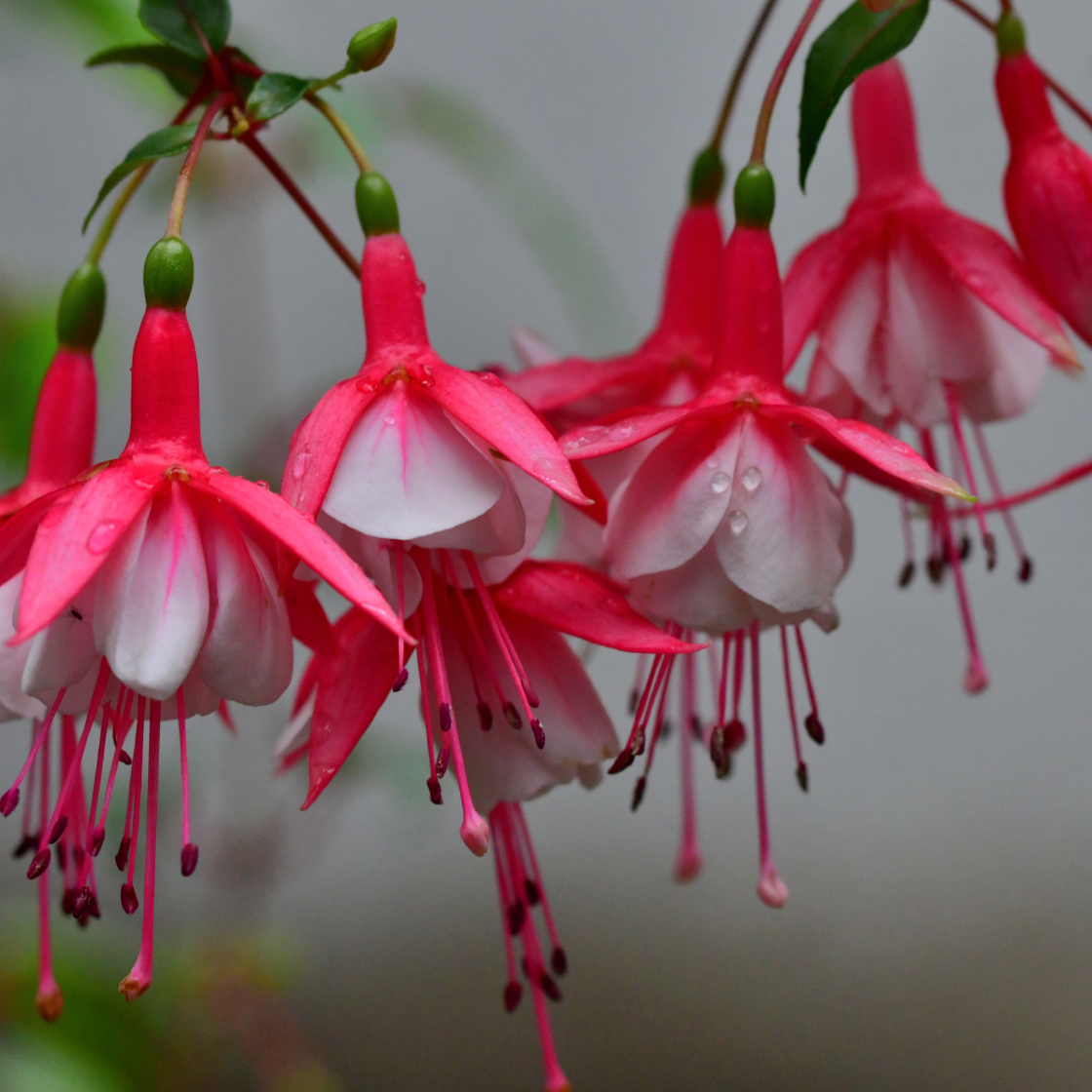 Double Petals Fuchsia Flower Bonsai Potted Plants Hanging Fuchsia ...