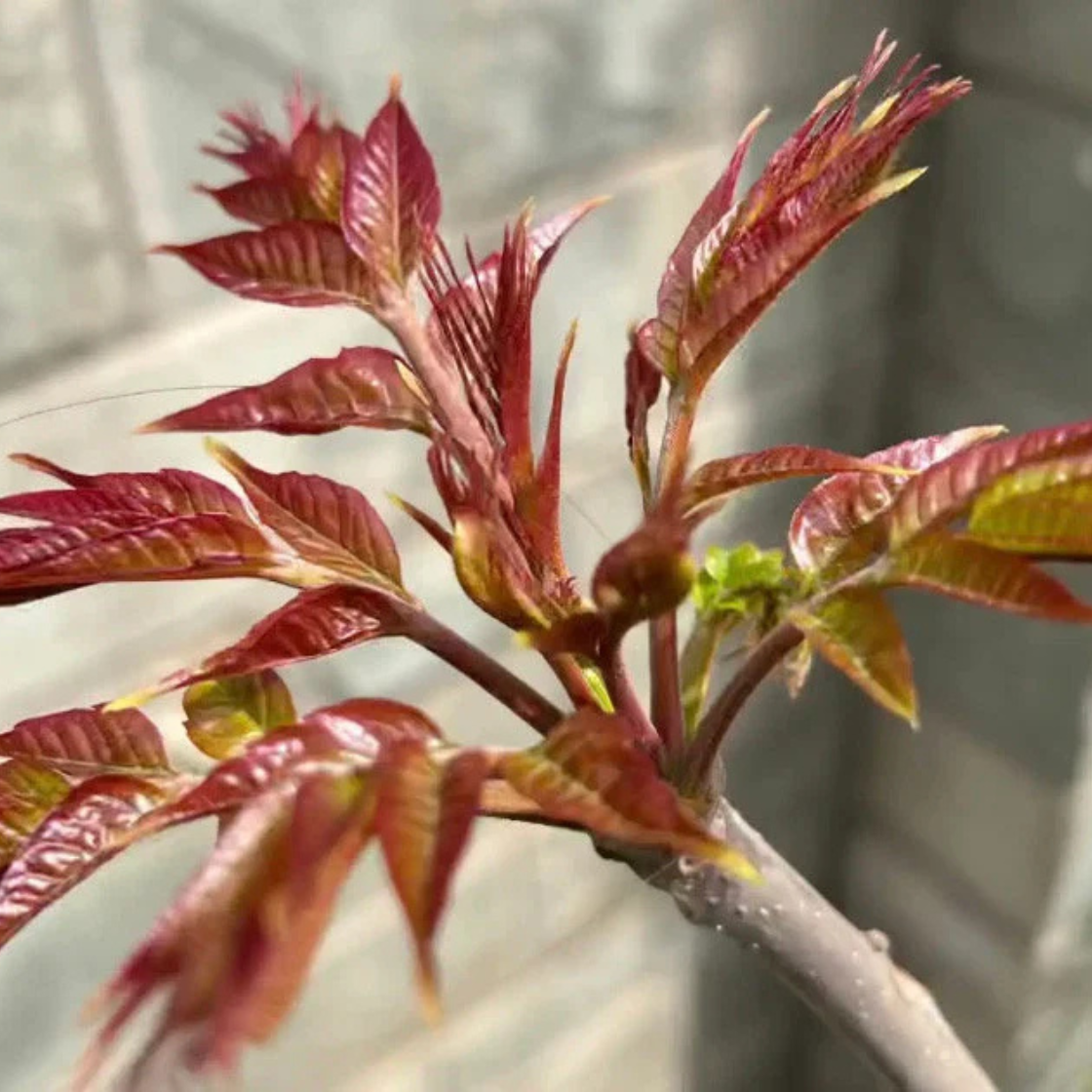 Chinese Toon Edible Red Oil Toon Sinensis Tree Bonsai 50 PCS Seeds ...