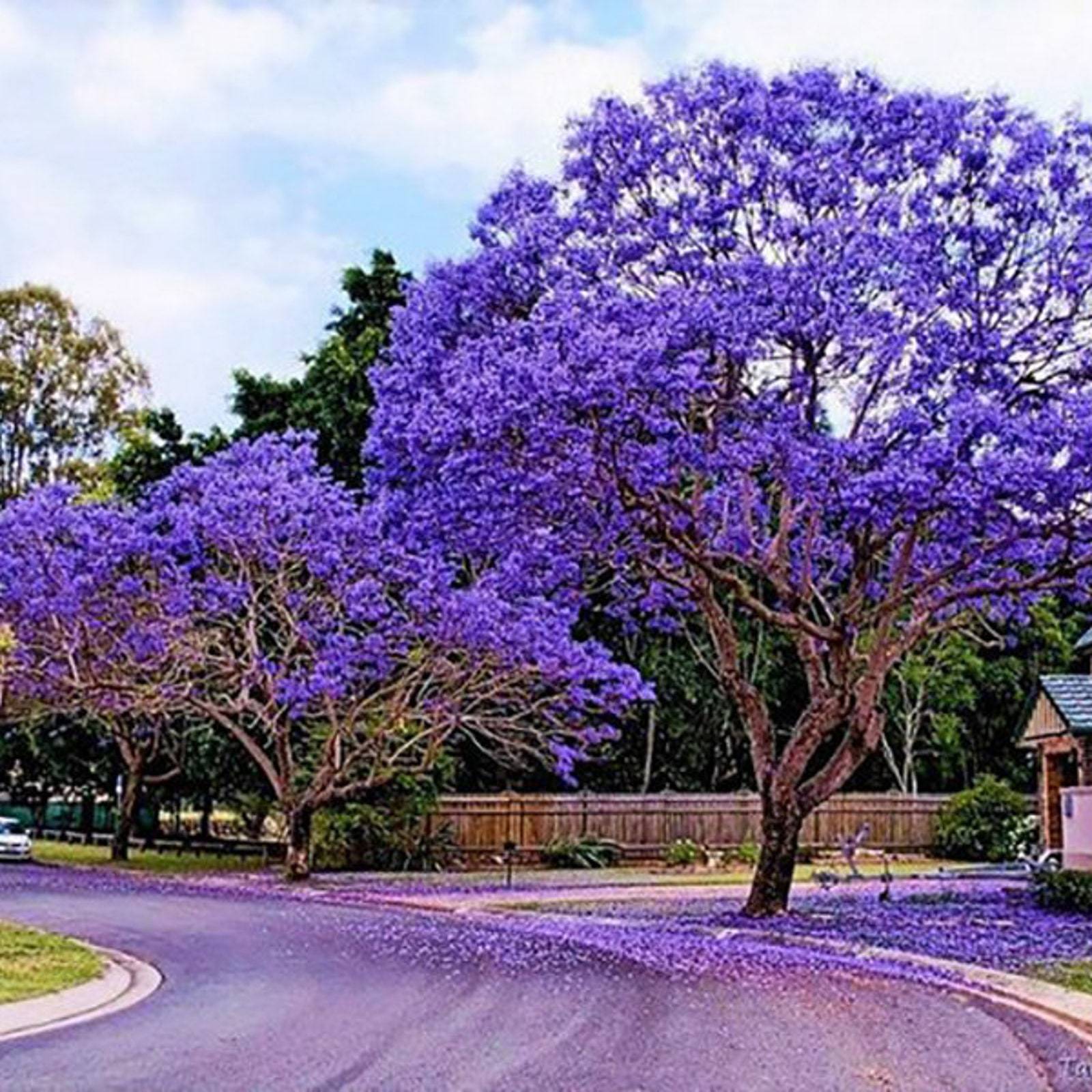 Jacaranda Tree Seeds Jacaranda Mimosifolia /Jacaranda Acutifolia Blue ...