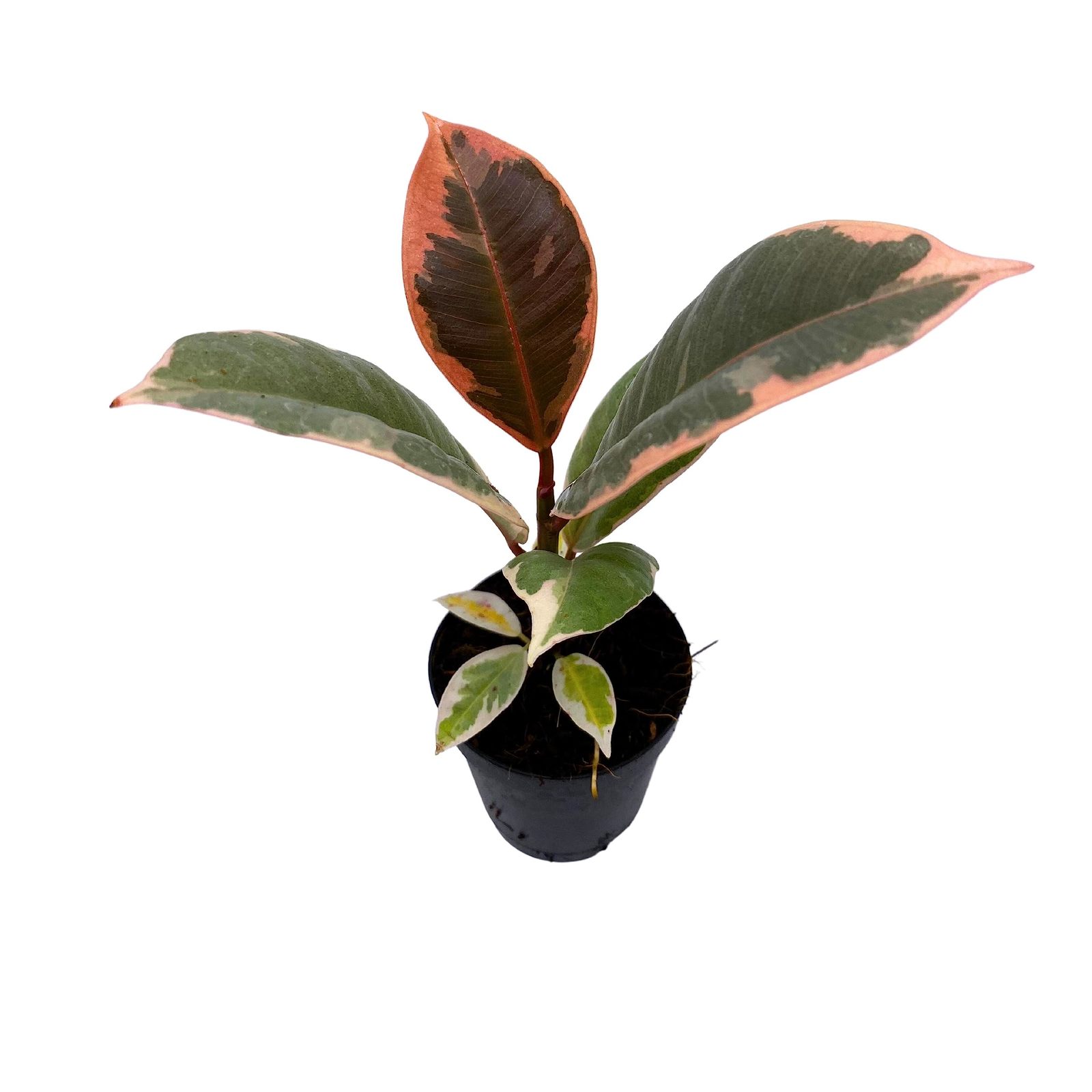 Ficus Ruby, Ruby Rubber Tree, Ficus Elastica Ruby in 2 inch Pot ...
