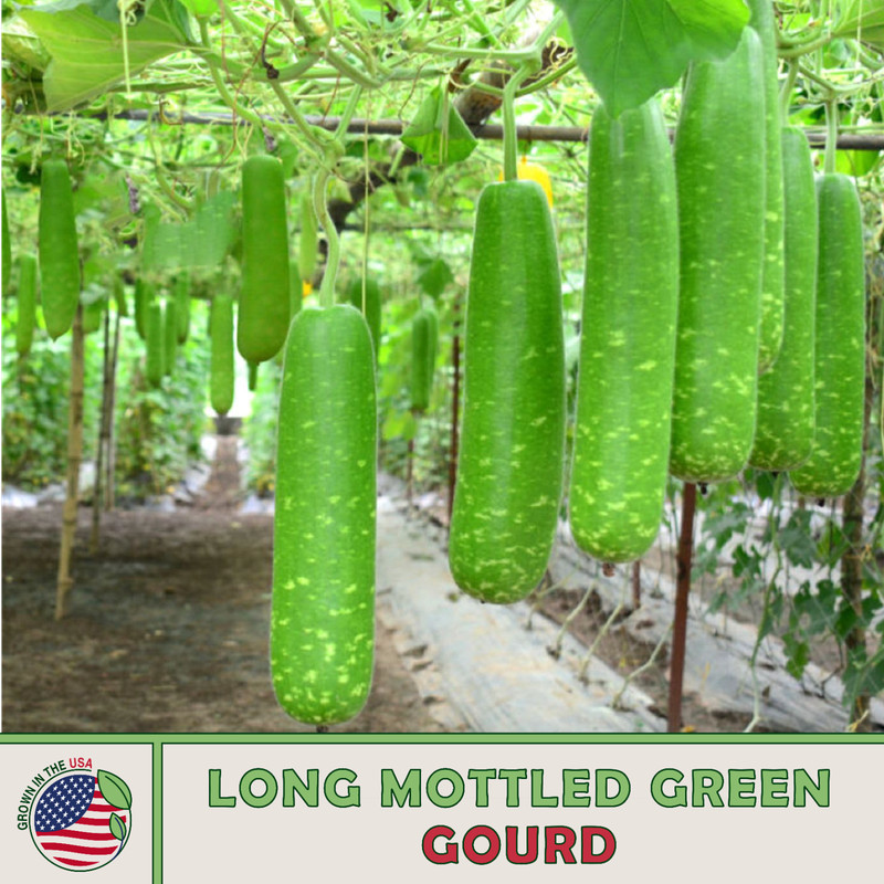 SD 10 Long Mottled Green Gourd Seeds Heirloom Non Gmo Fast Grow - Seeds ...