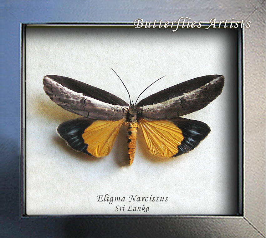 Ailanthus Defoliator Eligma Narcissus Rare Real Moth Framed Entomology ...