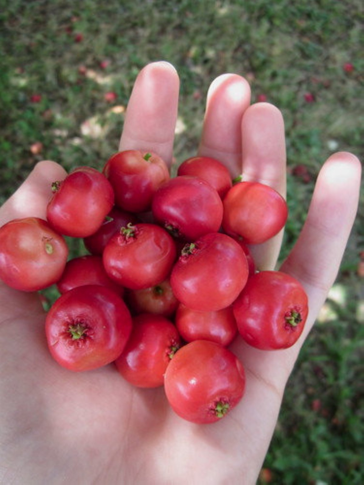 Big Red Mayhaw tree 2-3 ft tall, Can not ship to Ca, Hi, Ak, PR. Bare ...