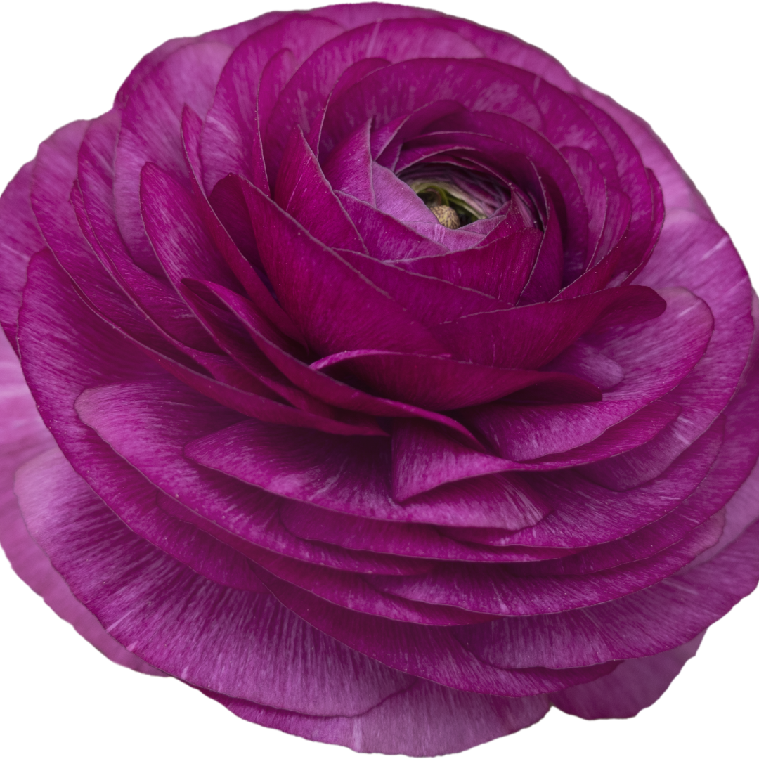 'Zi Yuren' Dark Purple Ranunculus Asiaticus Perennial Flower 20 PCS ...