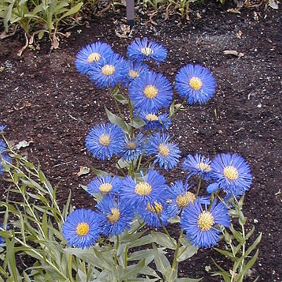 1000 Blue Fleabane Daisy Dainty Daisy Aspen Fleabane Oregon Fleabane ...