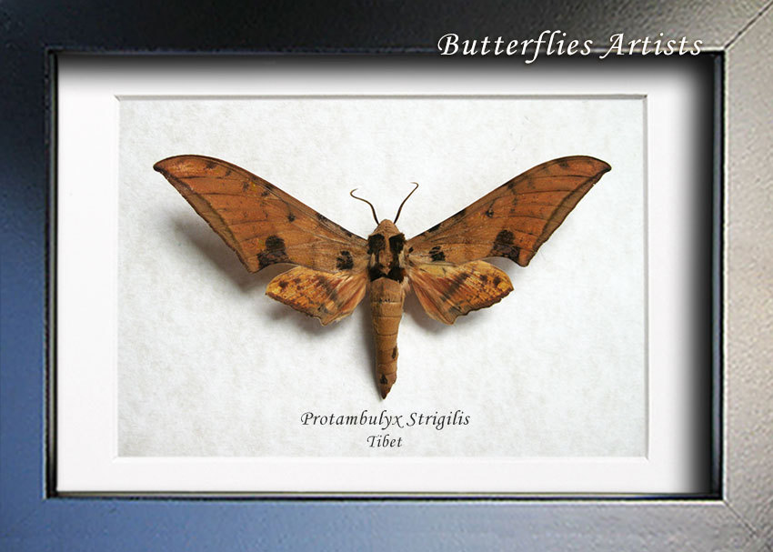Protambulyx Strigilis Streaked Sphinx Real Moth Entomology Collectible ...