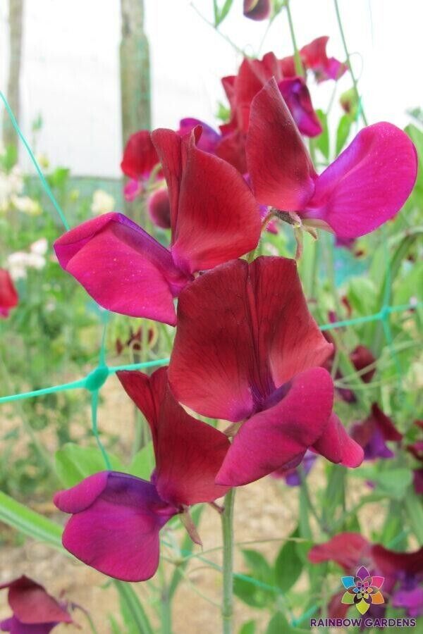 RD 50+ Jack Ellis Sweet Pea Seeds for Garden Planting - Plants & Seedlings