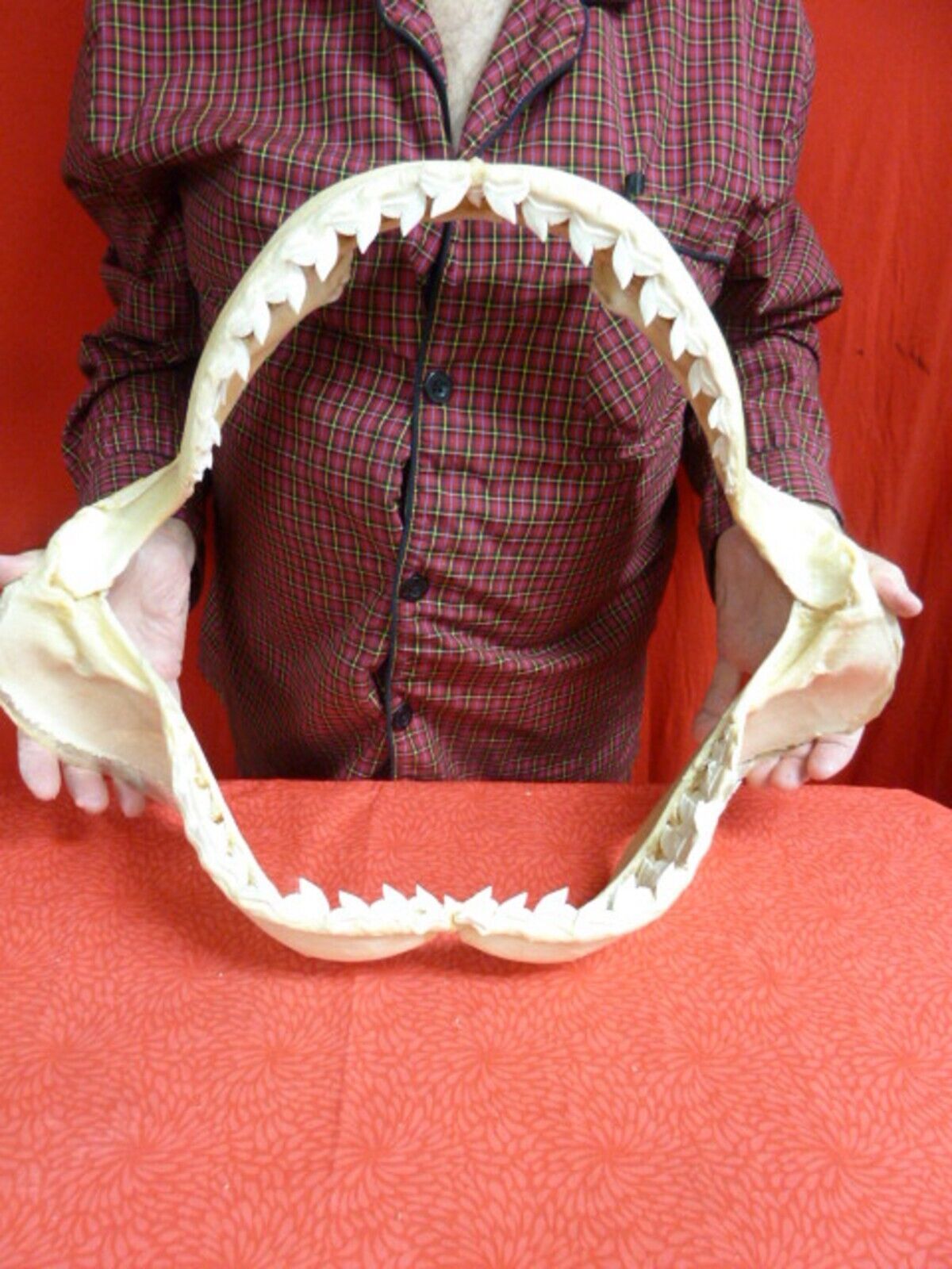sj470-46) 21-1/8" Tiger SHARK jaw sharks and 50 similar items