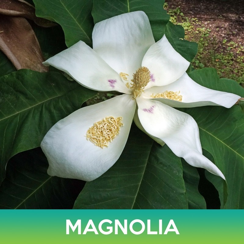 FMG Magnolia Tree Seeds Magnolia Ashei Planting Seeds - Seeds & Bulbs