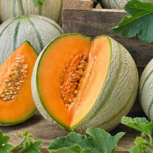 MBK 25 Tuscany Melon Seeds Non-Gmo Fresh Harvest For Gardens Delicious ...