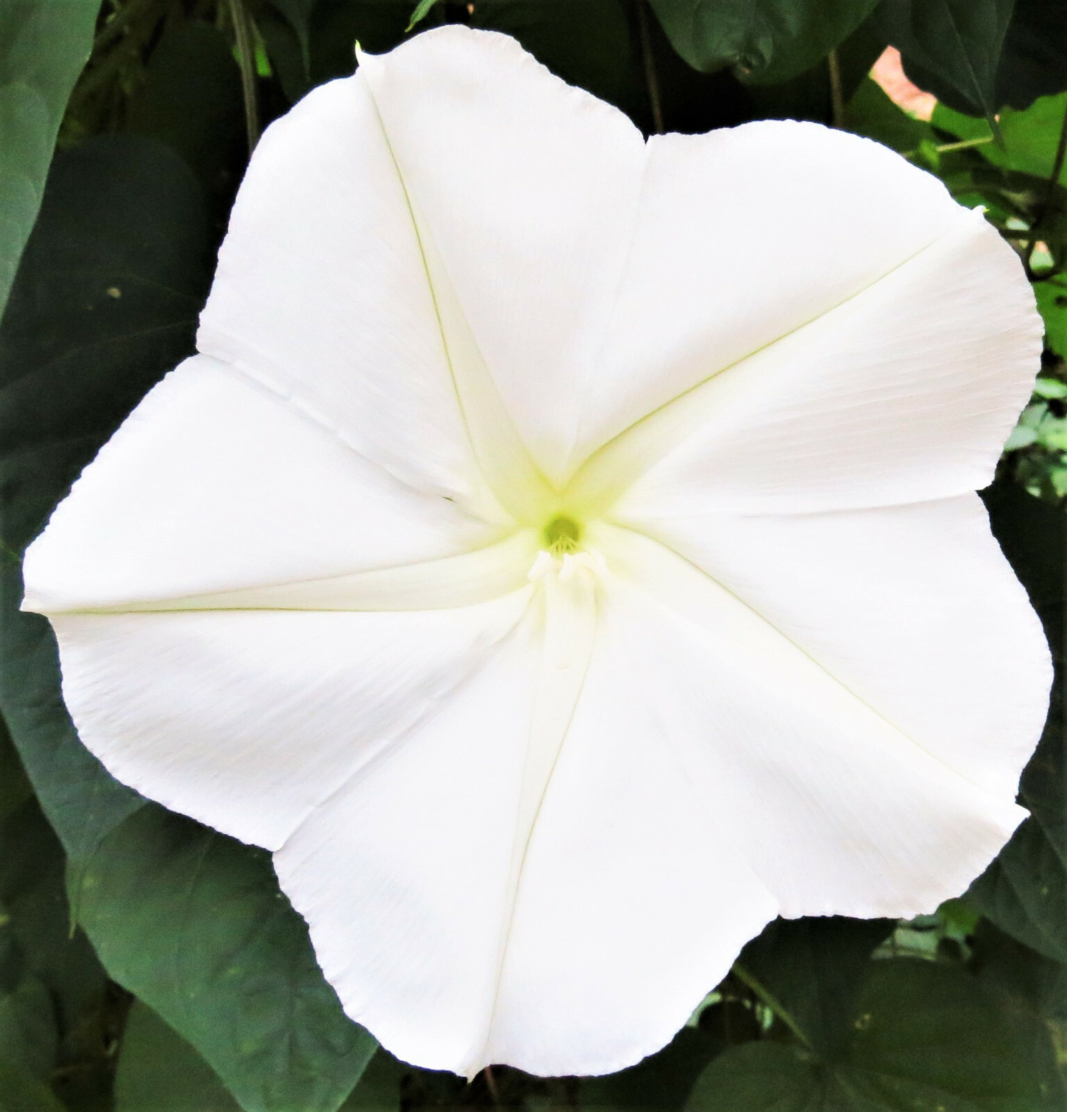 Moonflower Giant Tropical White Morning Glory Vine Moon Flower Easy To ...