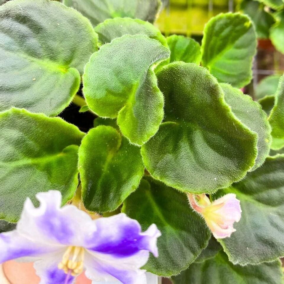VaT Winter Landscape African Violet, 4 inch, Gesneriad Purple White ...