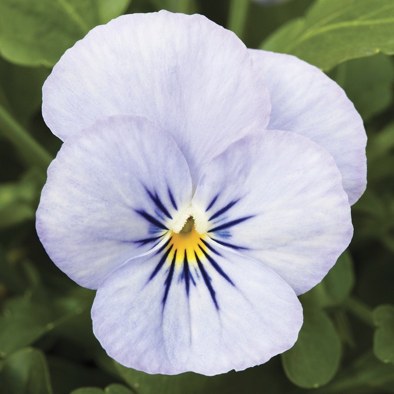 PSA Viola Seeds Viola Endurio Sky Blue Martien 50 Seeds Fast Growing ...