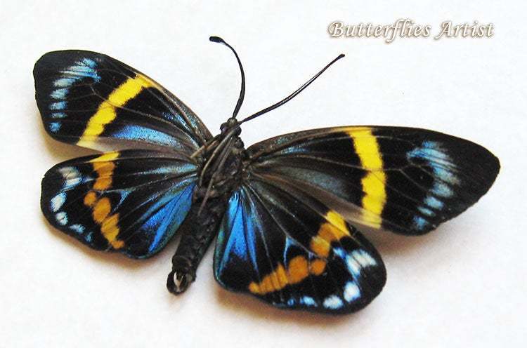 Real Day Flying Moth Eterusia Repleta Framed Entomology Collectible ...
