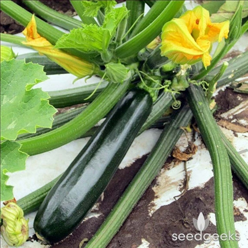 SYR Dark Green Zucchini Squash 25 Seeds Fast Growing - Seeds & Bulbs