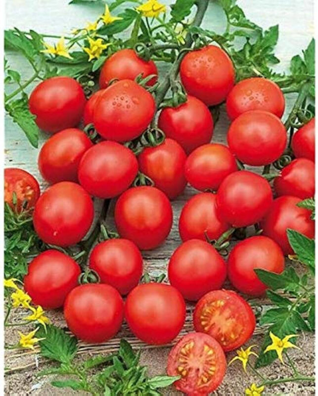 HT 50 Seeds Favorita Tomato Juicy Tomatoe Vegetable Edible Food Garden ...