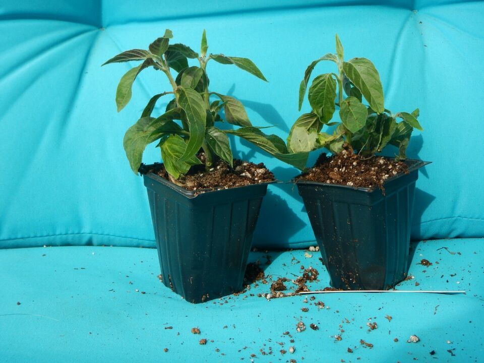 Starter Plant PINK FLAMINGO JUSTICIA CARNEA AKA as Brazilian Plume ...