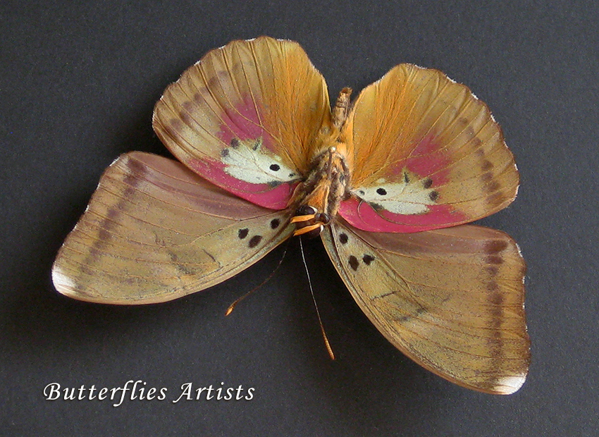 Pink African Forester Euphaedra Diffusa Butterfly Framed Entomology ...