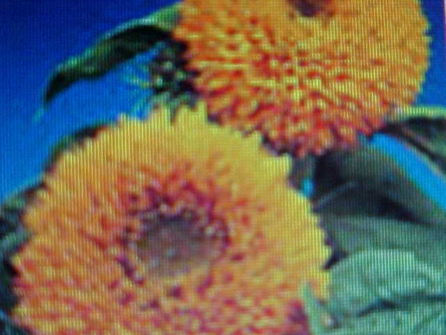 50 SEEDS FLUFFY-LOOK SUNFLOWER - DWARF TEDDY BEAR FLOWER SEEDS - Plants ...