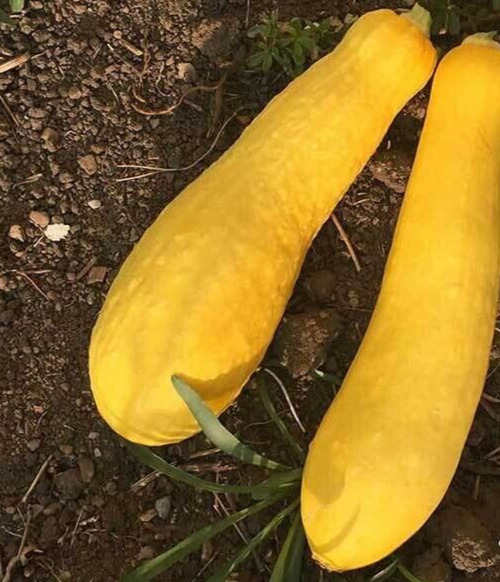 KKG 15 Yellow Straightneck Squash Seeds Heirloom Non-Gmo Heirloom Easy ...