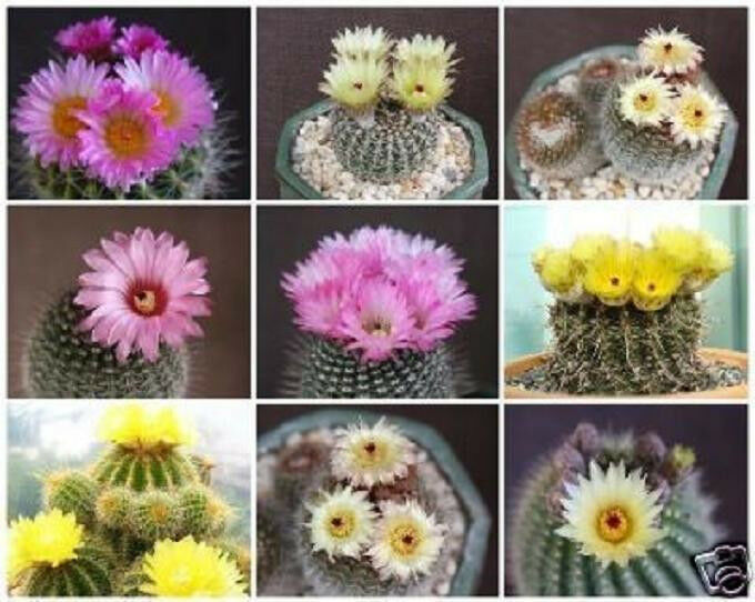 NOTOCACTUS MIX VARIETY MIXED Parodia rare cactus cacti flowering seed ...