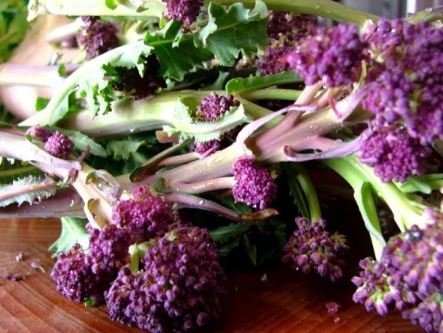 English Purple Sprouting Broccoli Early Brassica Oleracea 50 PCS Seeds ...