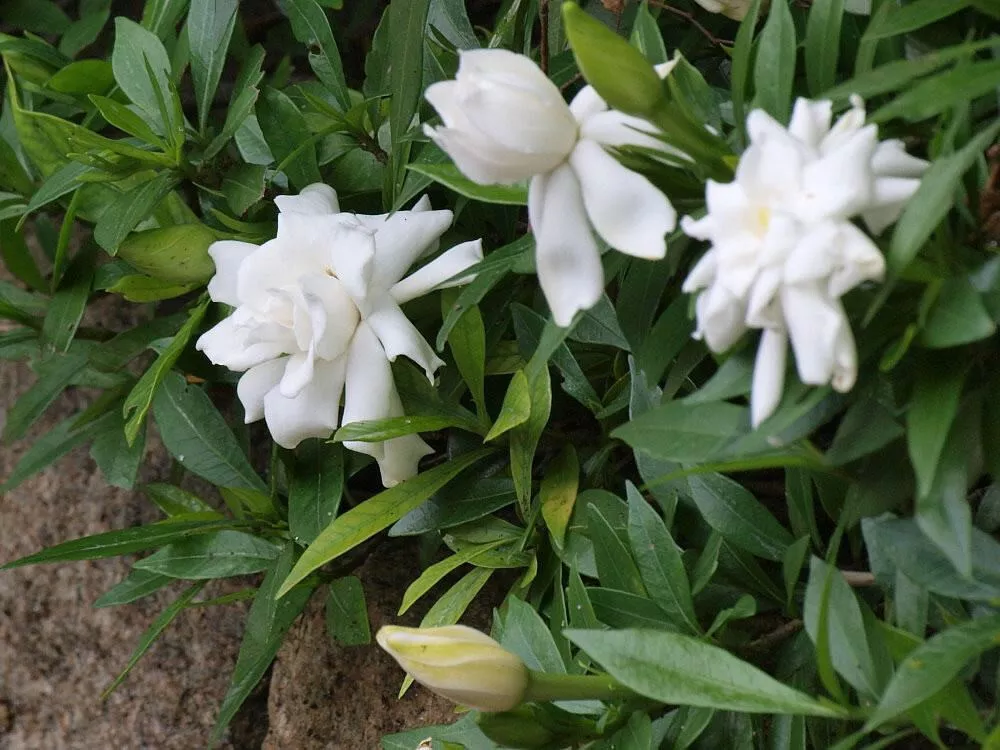 DWARF GARDENIA RADICANS Gardenia jasminoides Radicans LIVE PLANT ...