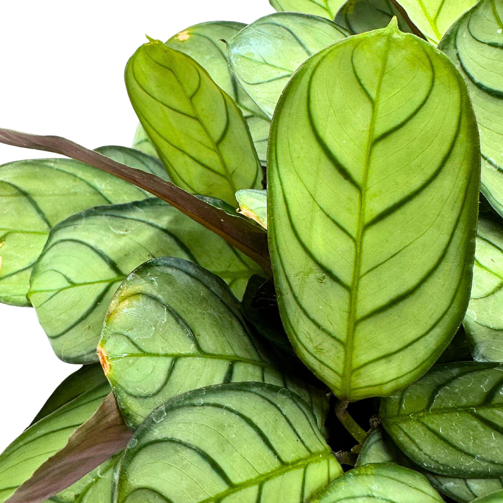 Calathea Burle Marxii, 4 inch, Fishbone Prayer Plant Ctenanthe - Plants ...