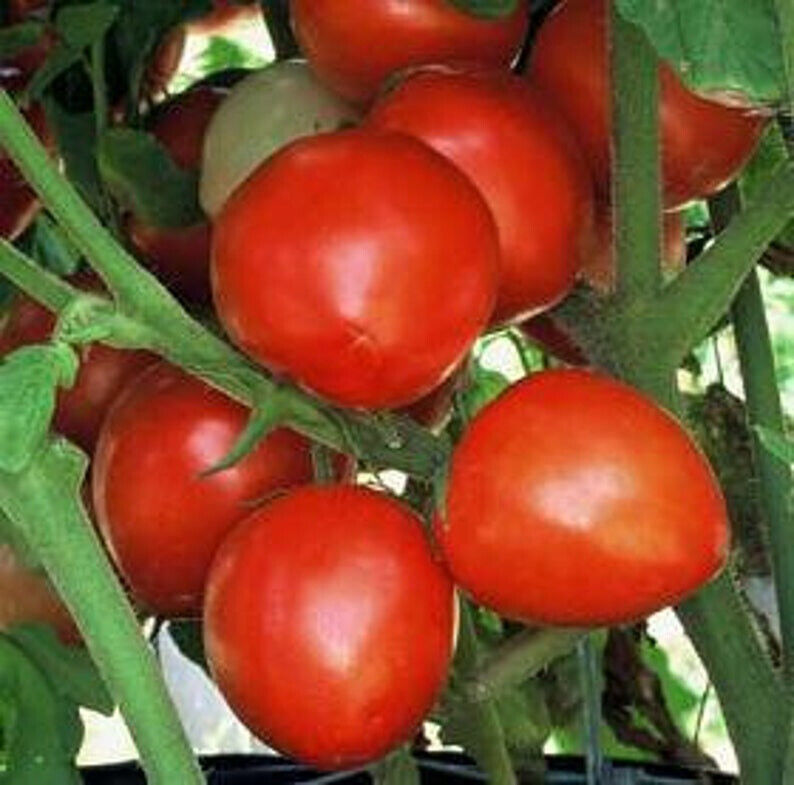 LD 50 Seeds Bellestar Tomato Juicy Tomatoe Vegetable Edible Food Fast ...