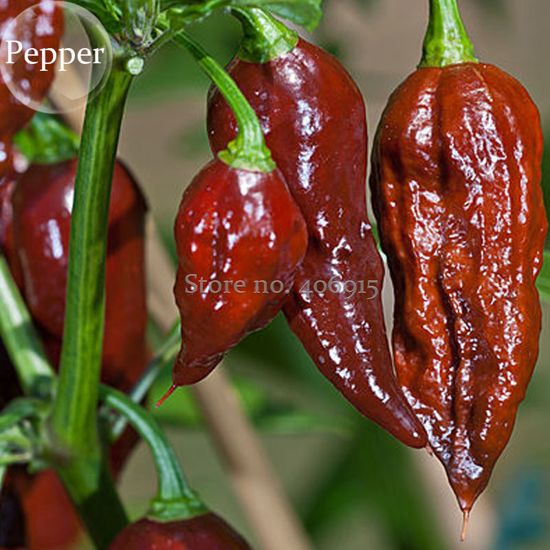 Bhut Jolokia Indian Dark Red Naga Jolokia Pepper 10 Seeds The Ghost ...