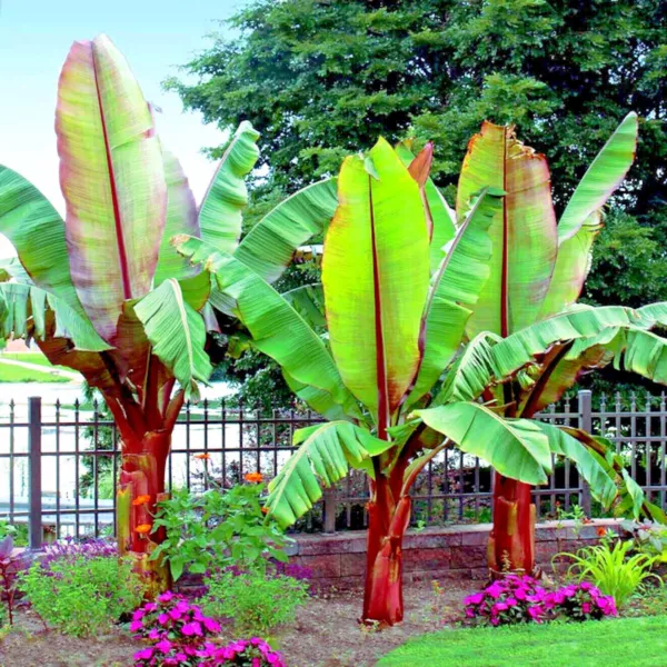 10 "Dwarf" Cavendish Banana Tree Seeds Musa Acuminata Hardy Tropical ...