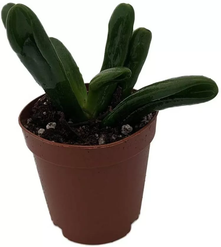 Crassula Οvuta Hobbit Jade Plant 2" Pot Easy to Grow Indoor Houseplant ...