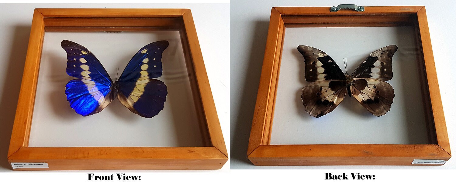 Valentine's Blue Morpho Cypris Rhetenor Helena Butterfly Framed A+ ...
