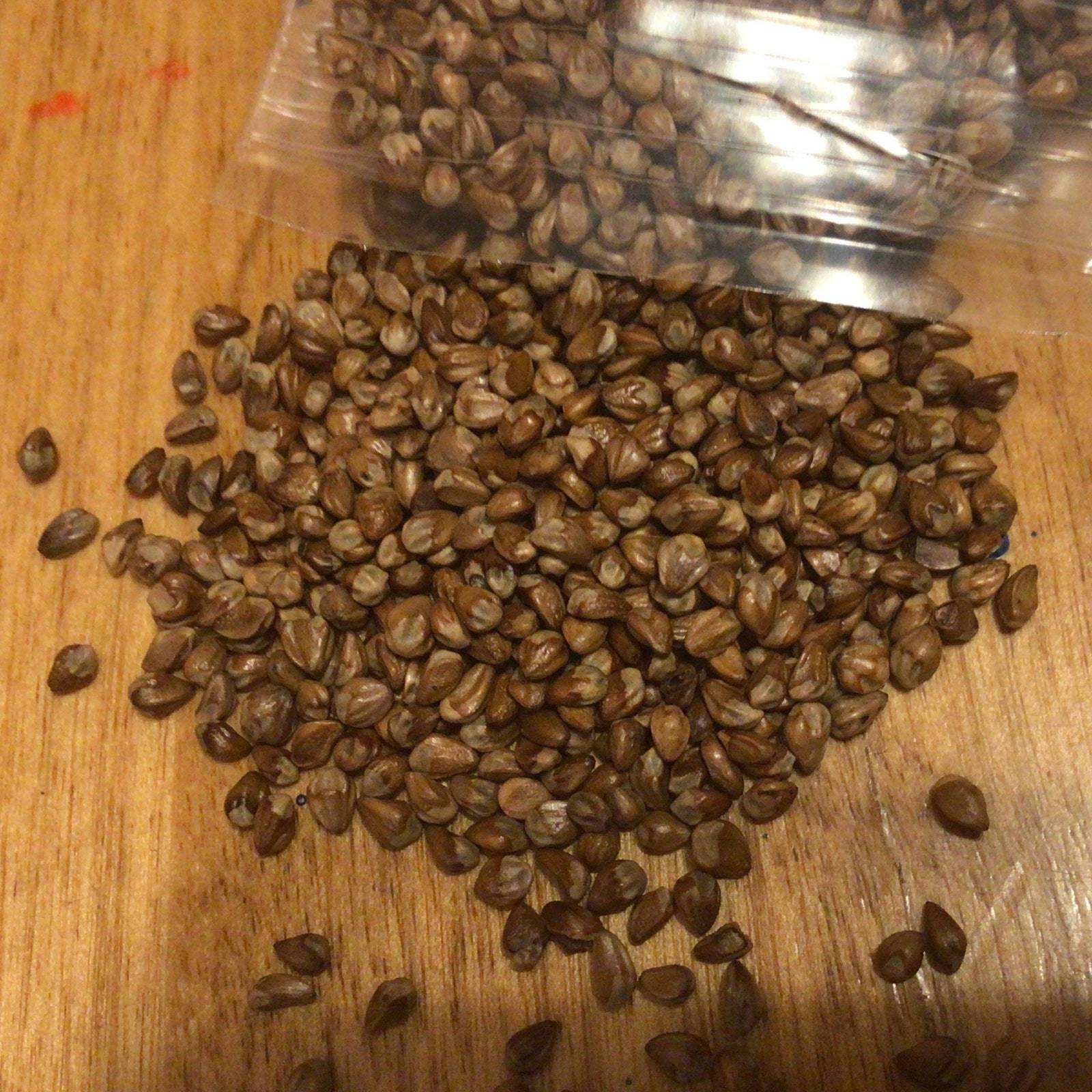 Eastern Red Cedar Tree Seeds JUNIPERUS VIRGINIANA Fresh Seeds - Seeds ...