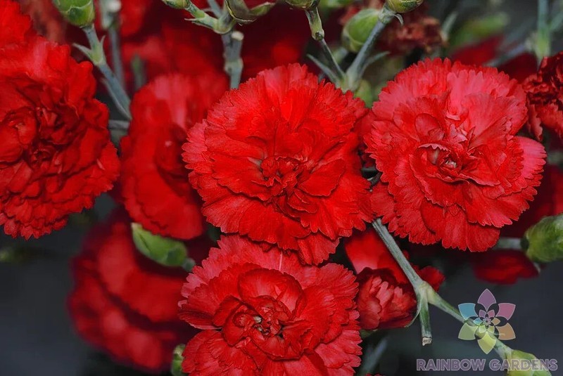 PS 200 Grenadin Red Carnation Seeds Fast Grow - Seeds & Bulbs
