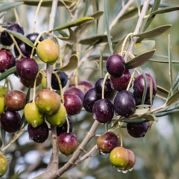 FMG 20 Olive Tree Seeds Olea Europea Seeds Planting Seeds - Seeds & Bulbs