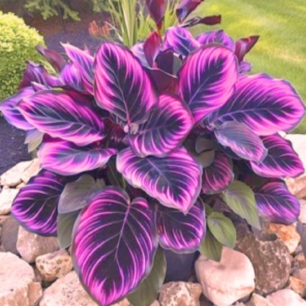 Purple Tip Calathea Couture - The Versatile Plant for Indoor & Outdoor ...