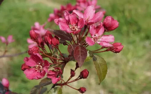 SYR 25 Barbara Crabapple Seeds Fast Growing - Seeds & Bulbs