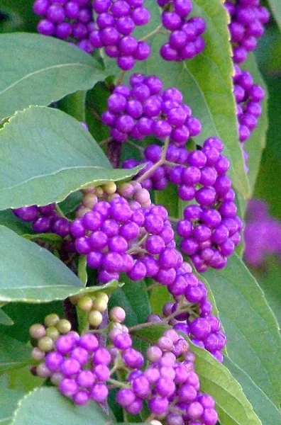 Callicarpa Americana Beautyberry Florida Native Fruit Bird 50 Seeds ...