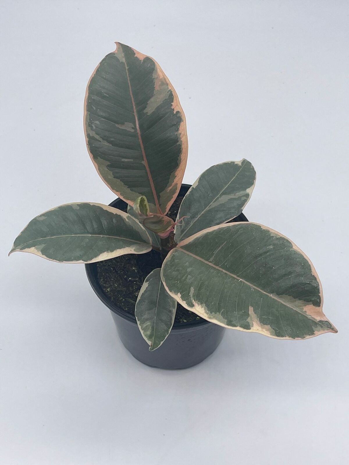 Ficus elastica, 4 inch, Variegated and similar items