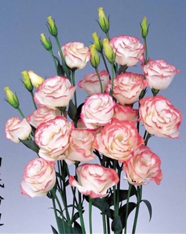 KKG 20 Seeds White Pink Lisianthus Prairie Gentian Eustoma Flower Bed ...