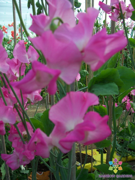 FMG 50 Solstice Rose Sweet Pea Seeds Fast Grow - Seeds & Bulbs