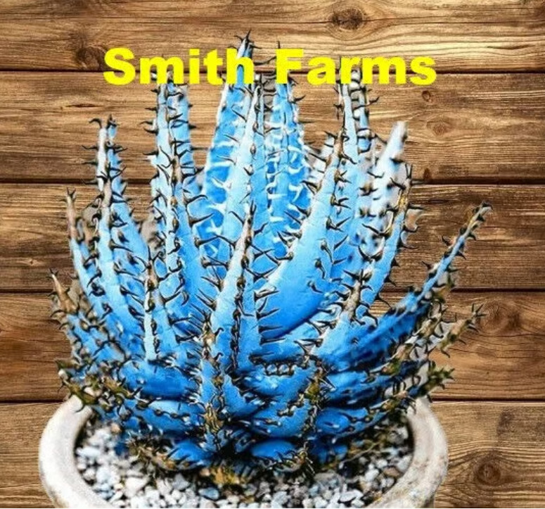 MBK 10 Seeds Blue Succulent Herbal Cactus Bulk Seeds - Seeds & Bulbs