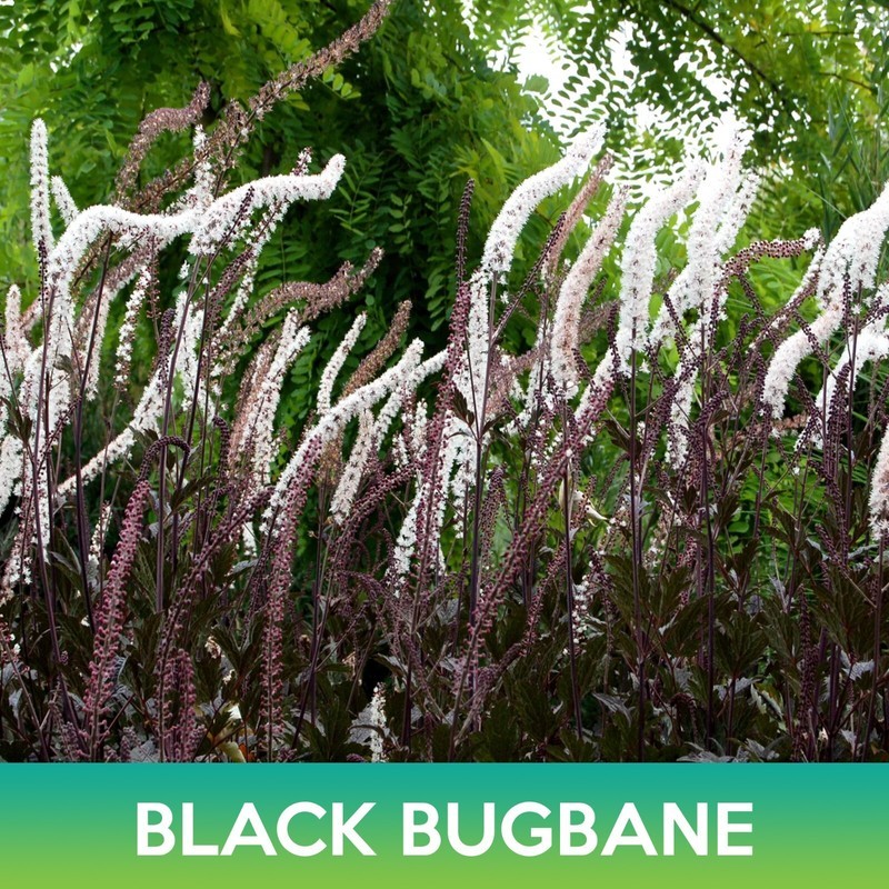 Black Bugbane Seeds Cimicifuga Ramosa Atropurpurea Fast Grow - Seeds ...