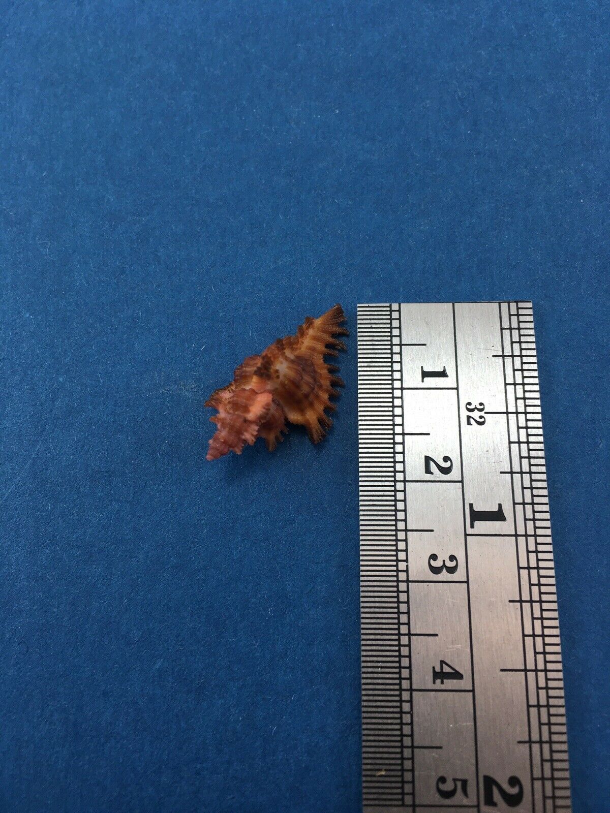 #16 22.7mm Chicoreus Strigatus Dived 20m Palawan Philippines Muricidae ...