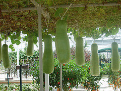 7 Giant Zucca Gourd Seeds-1175 - Seeds & Bulbs