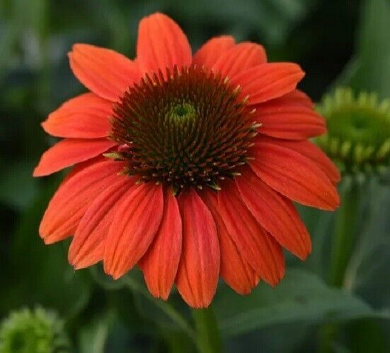 50 Hot Coral Coneflower Seeds Echinacea Perennial Flowers Flower Seed ...