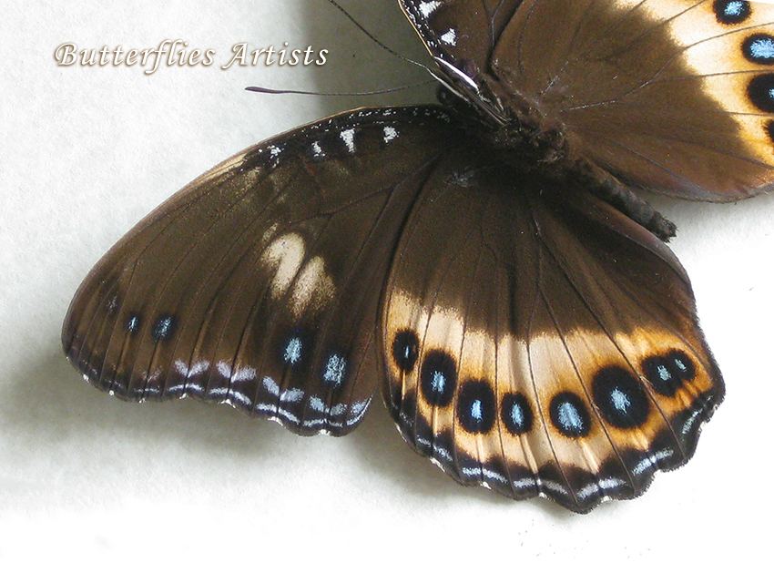 Hypolimnas Pandarus Pandora Large Rare Butterfly Framed Entomology ...