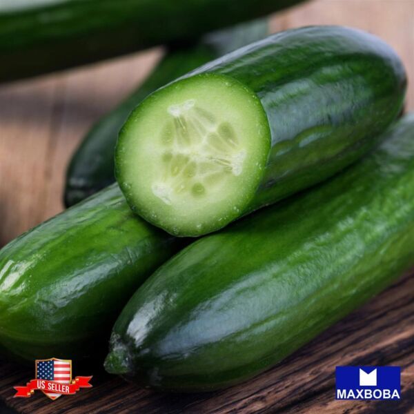 50 Cucumber Seeds Muncher Burpless Organic Heirloom Non Gmo Home Garden ...